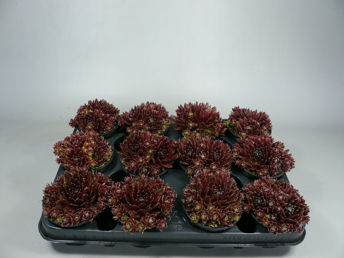 Rode spin - Sempervivum – Rotsplantenshop